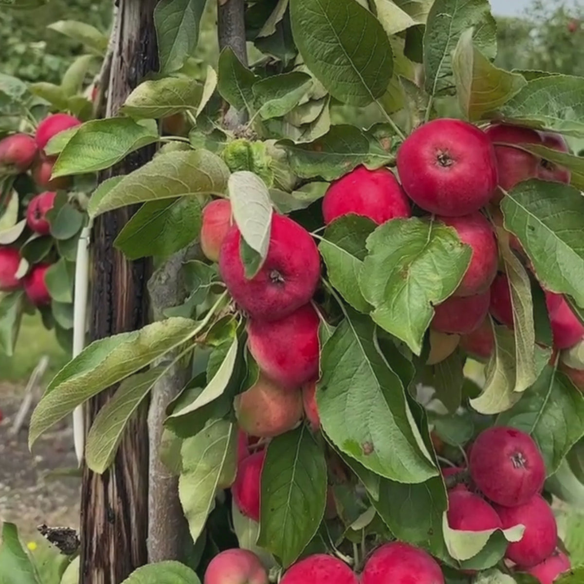 'Spartan' Apple Tree – Roots Plants