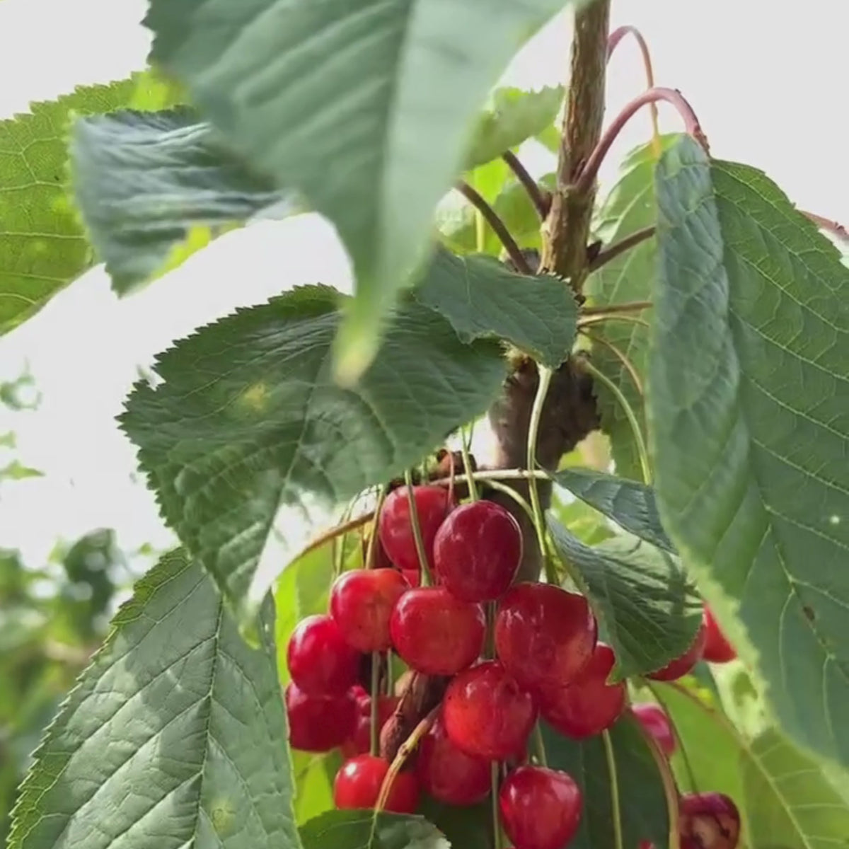 'Summer Sun' Cherry Tree – Roots Plants