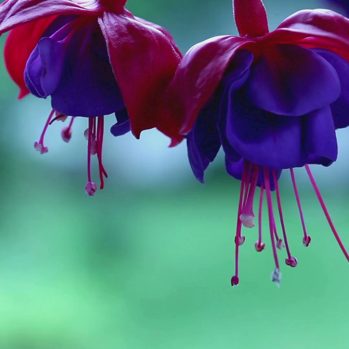 Climbing Fuchsia 'Lady Boothby' – Roots Plants
