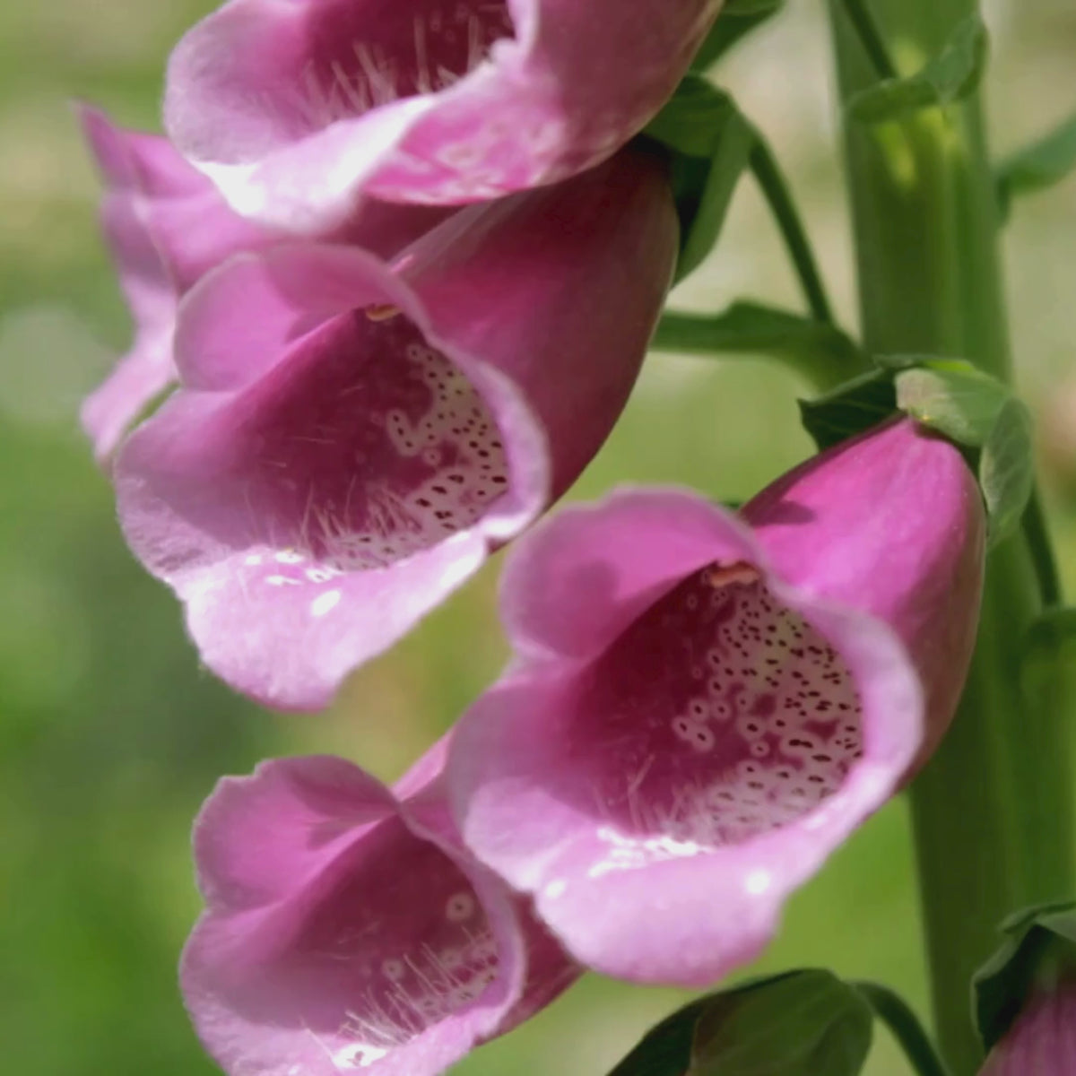 Pink Foxglove | Digitalis x mertonensis 'Summer King' – Roots Plants