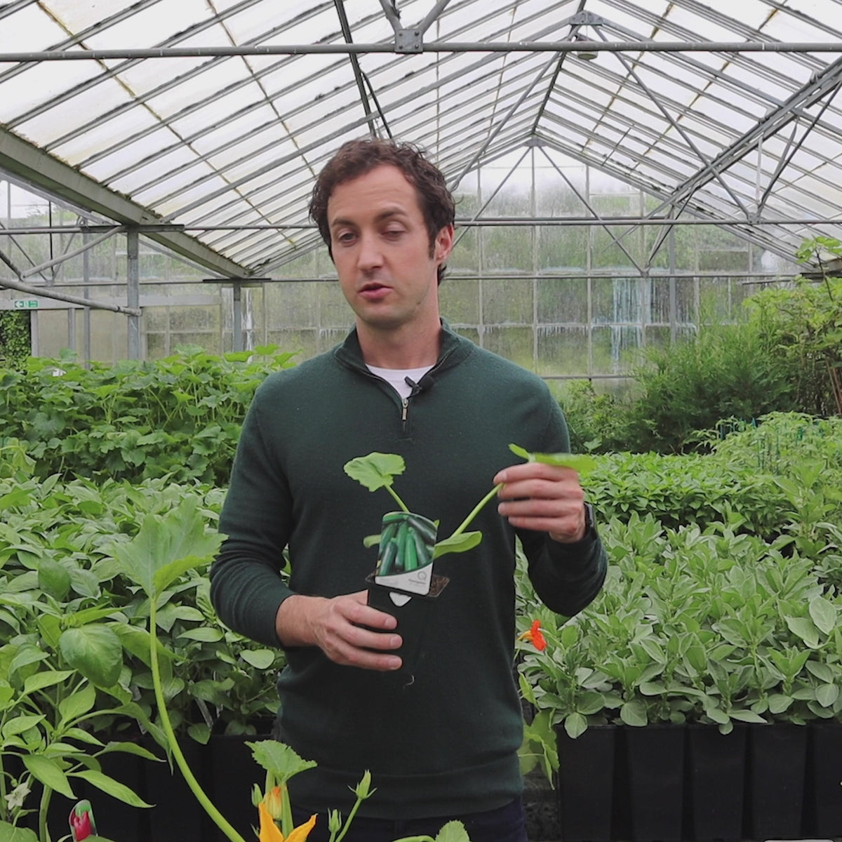 'El Greco' Courgette Plants – Roots Plants