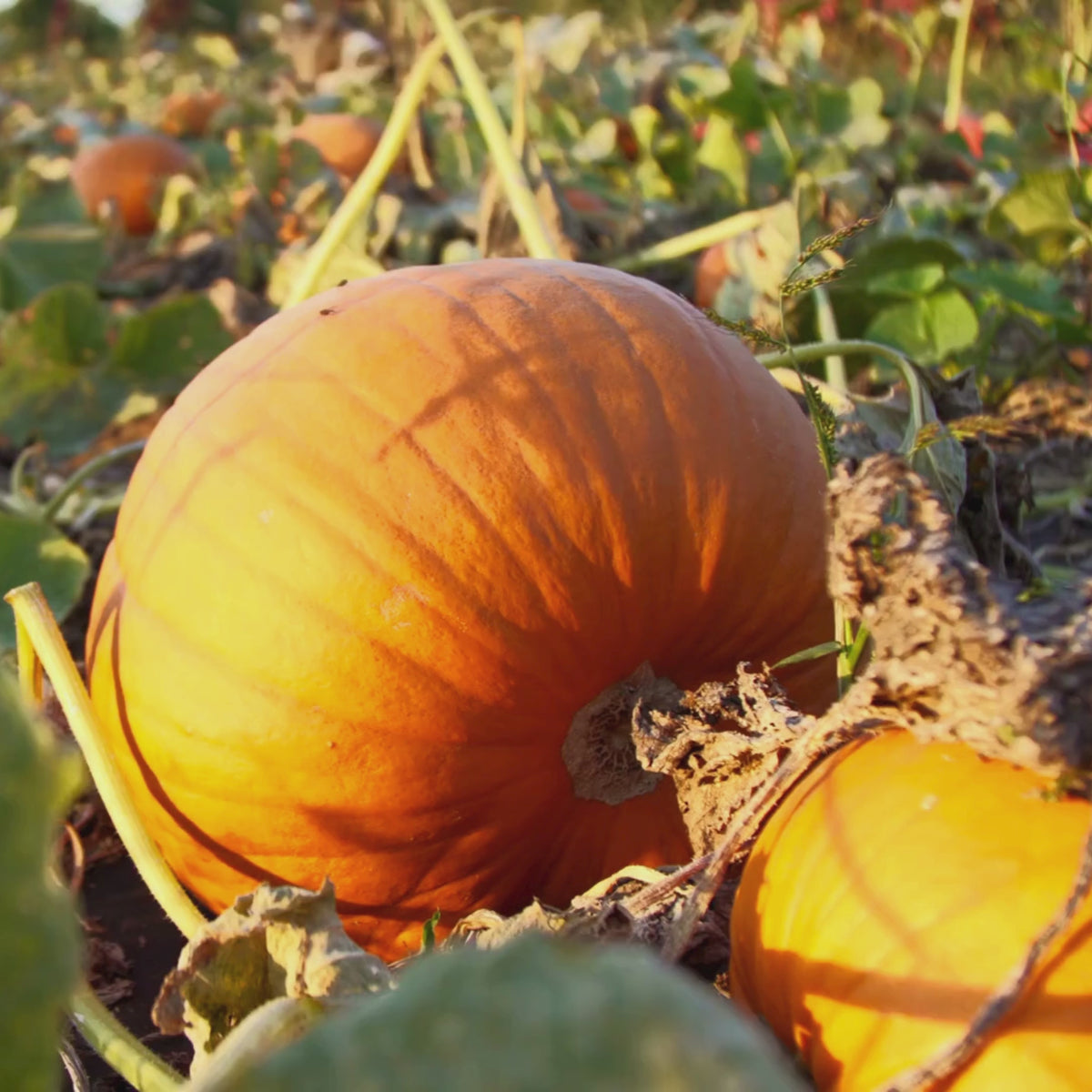 'Jack O'Lantern' Pumpkin Plant – Roots Plants