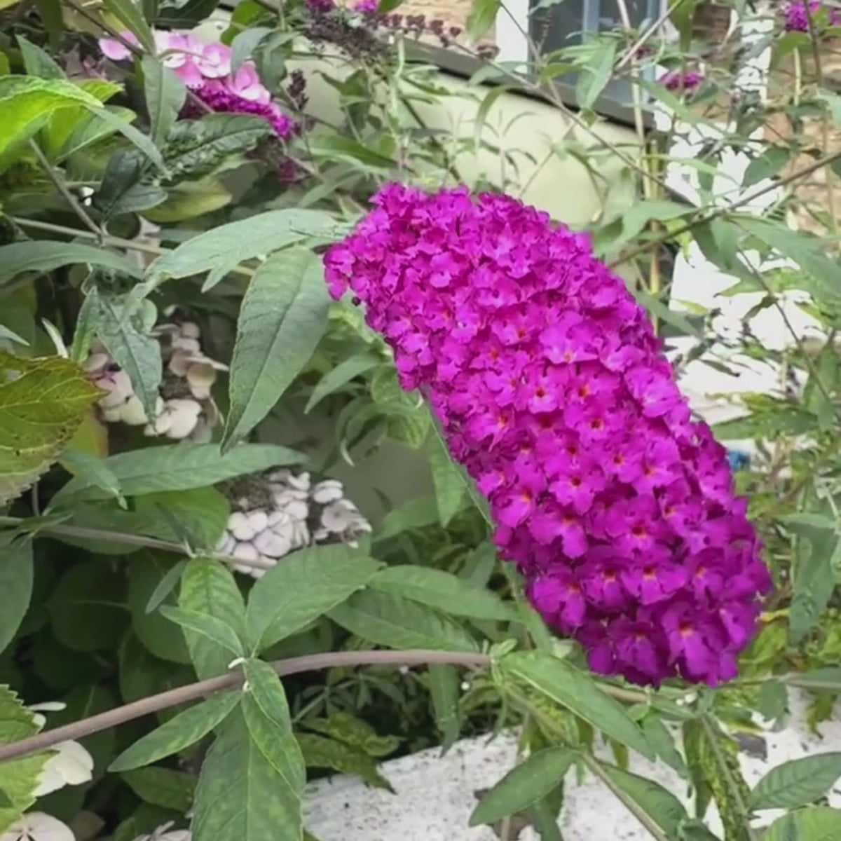 Buddleja davidii 'Royal Red' | Butterfly Bush – Roots Plants