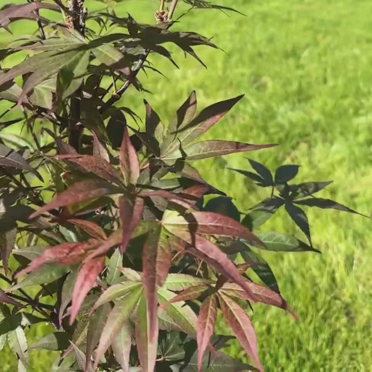 Red Japanese Maple Tree | Acer palmatum 'Red Emperor' – Roots Plants