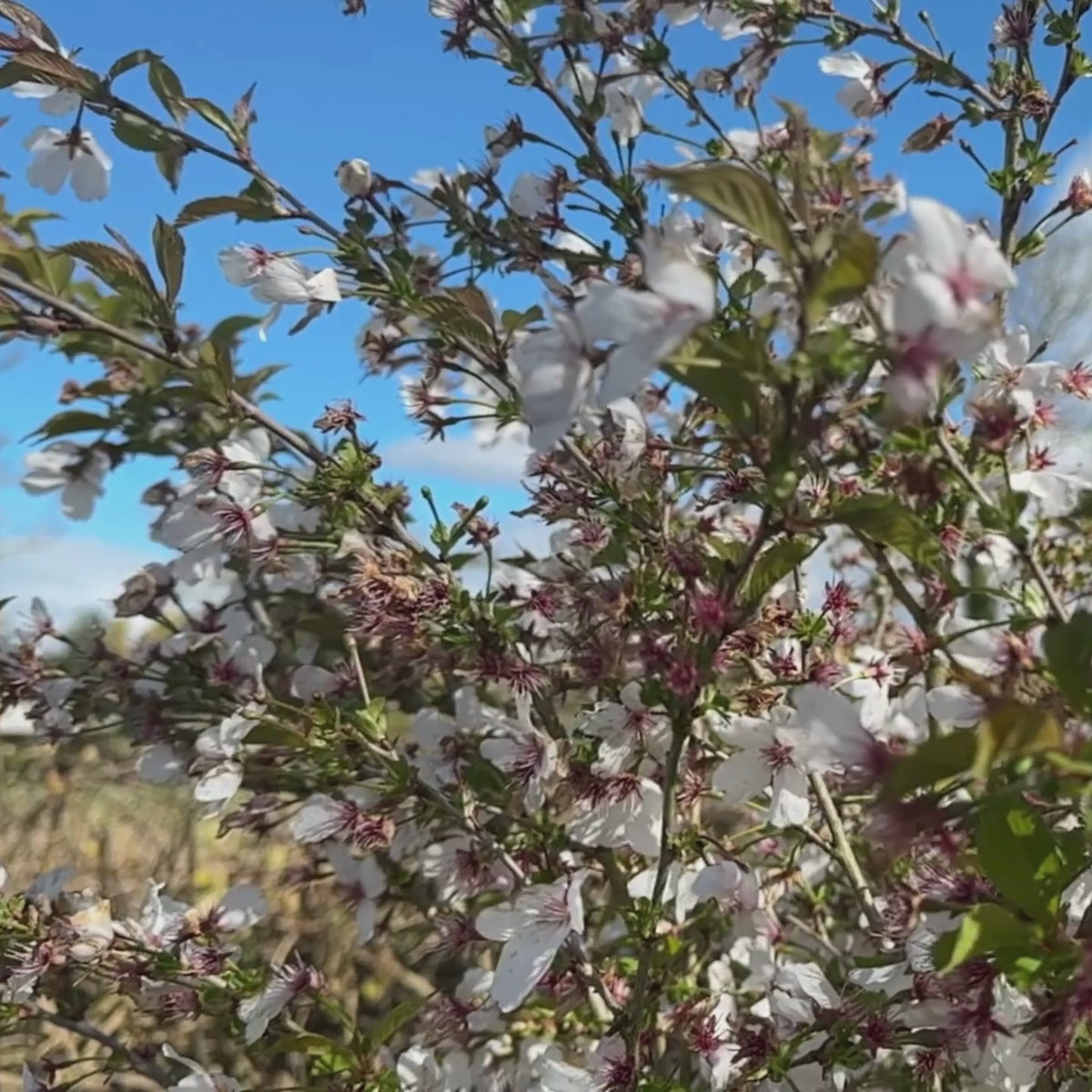 'The Bride' Cherry Blossom Tree | Prunus incisa – Roots Plants