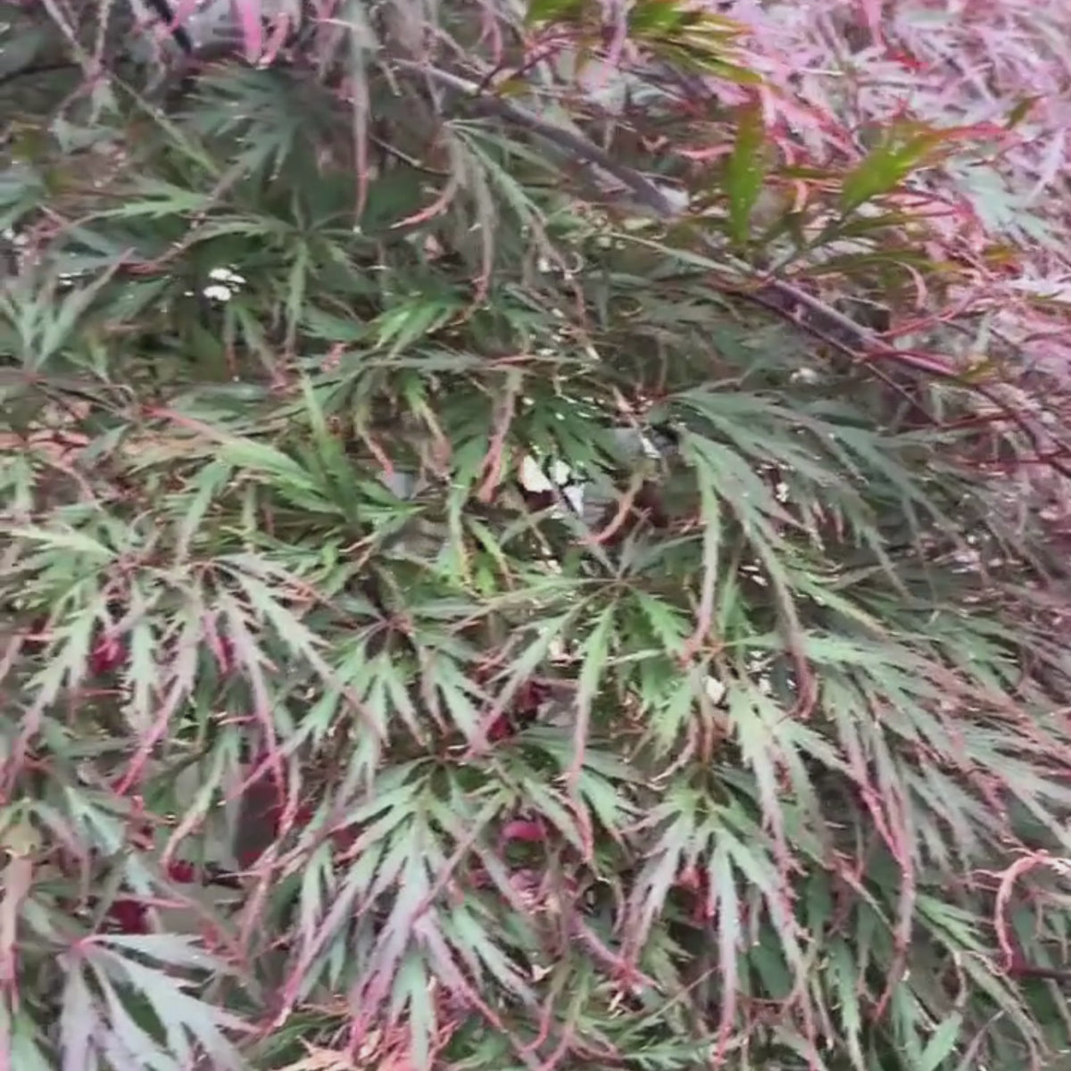 Red Weeping Japanese Maple Tree | Acer palmatum 'Garnet' – Roots Plants