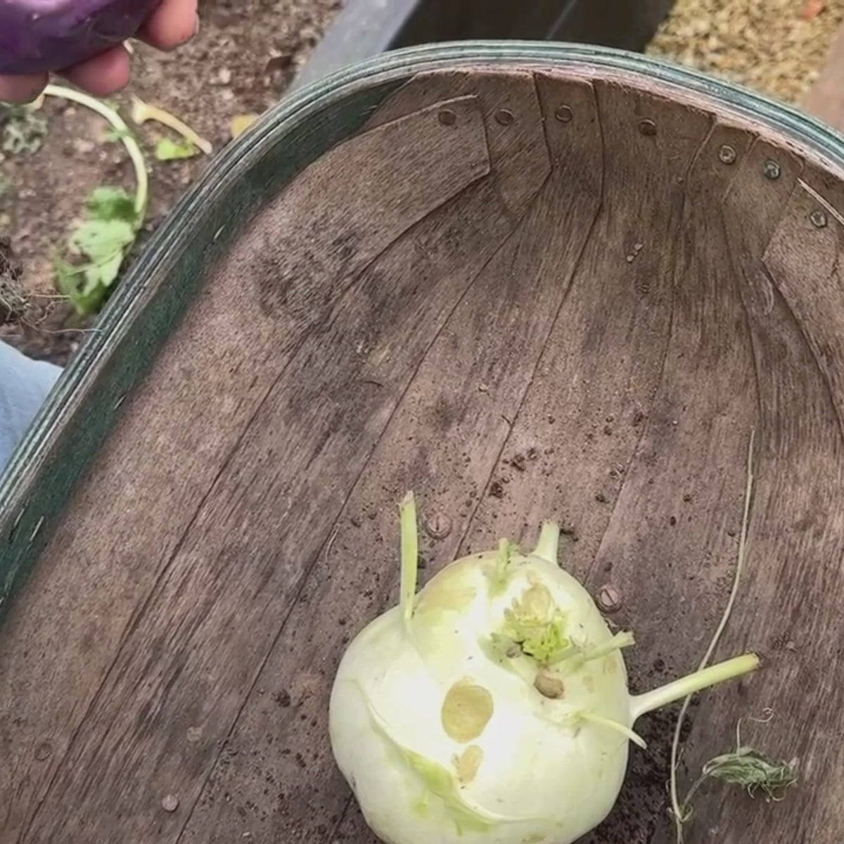 'Korist F1' Kohl Rabi Plants – Roots Plants