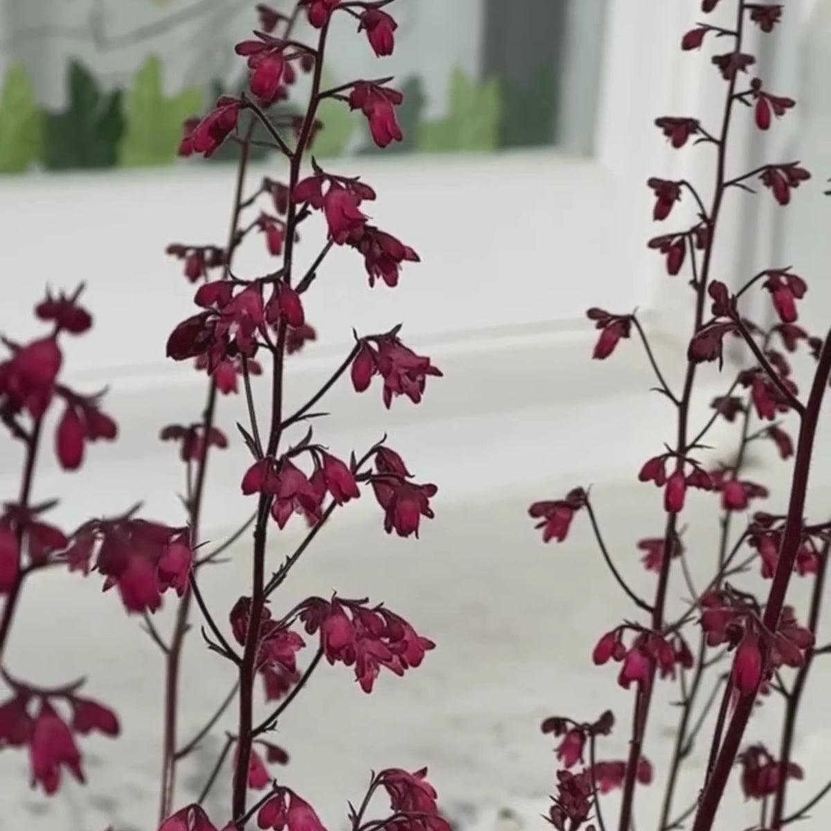 Heuchera 'Paris' – Roots Plants