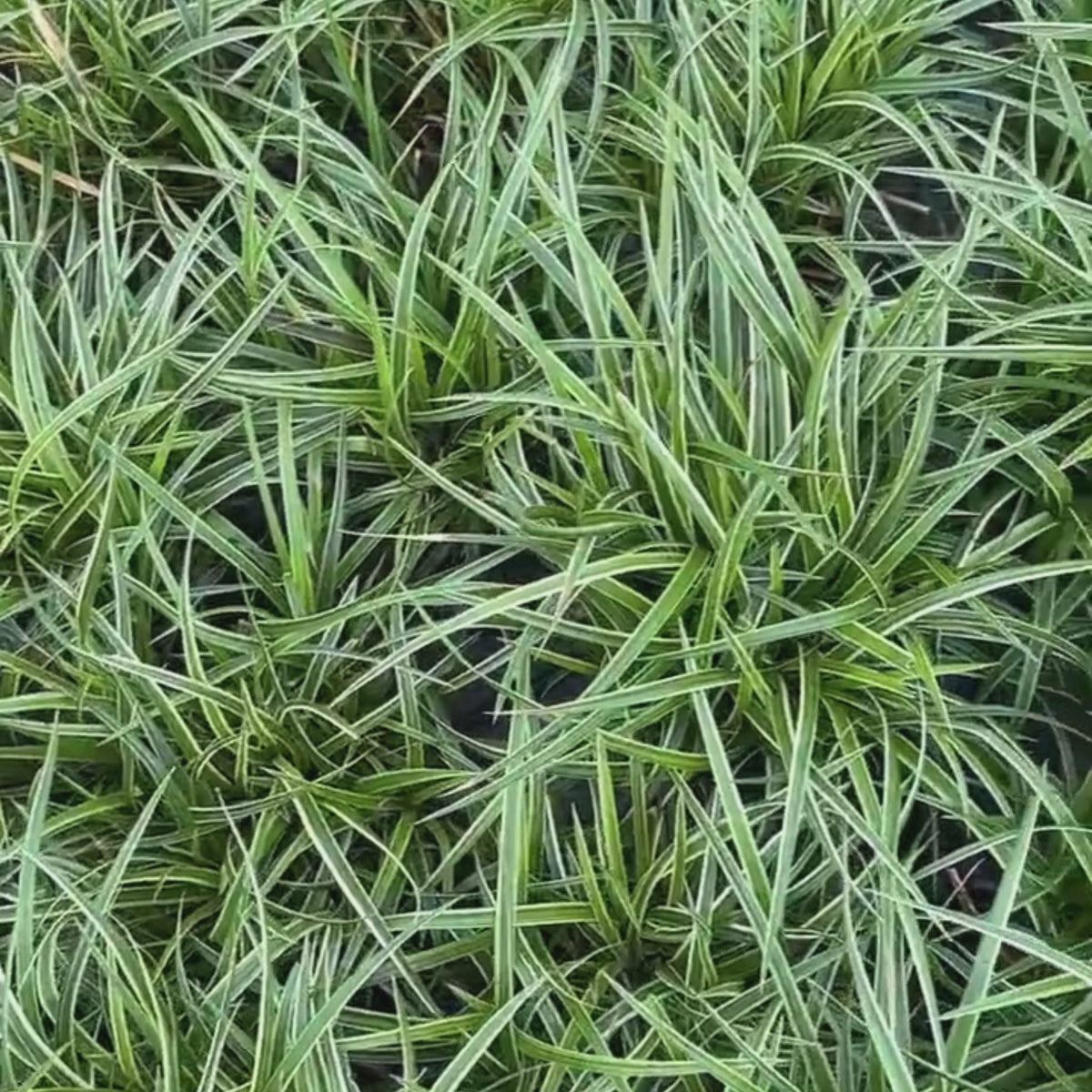 Gardener's Garters | Ribbon Grass – Roots Plants