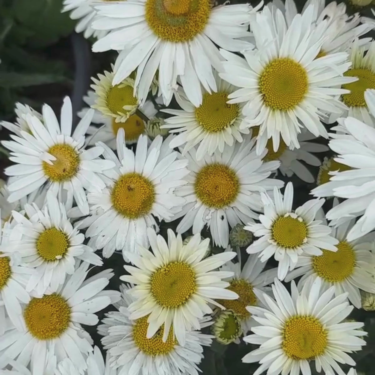 Leucanthemum 'Madonna' | Shasta Daisy – Roots Plants