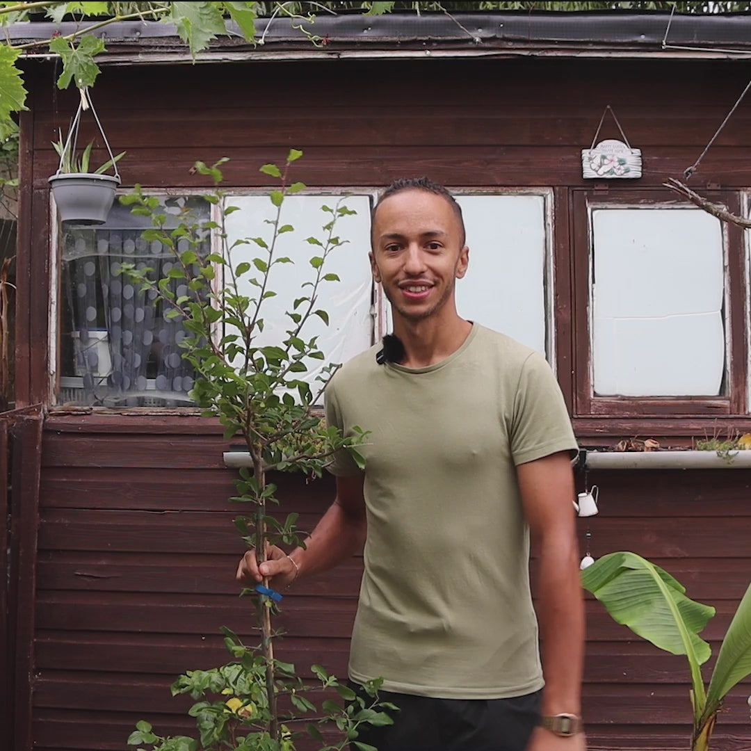 Award-Winning Cordon Fruit Tree Collection | Apple, Pear & Plum – Roots ...