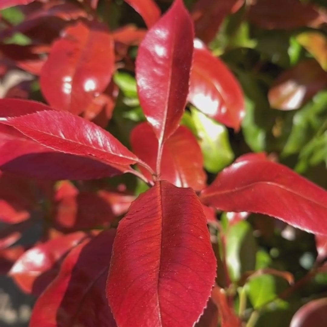 Photinia 'Red Robin' – Roots Plants