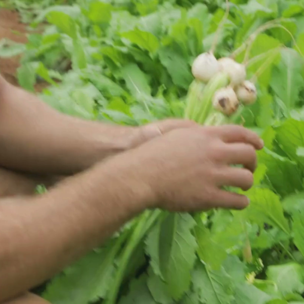 'Snowball' Turnip Plants – Roots Plants