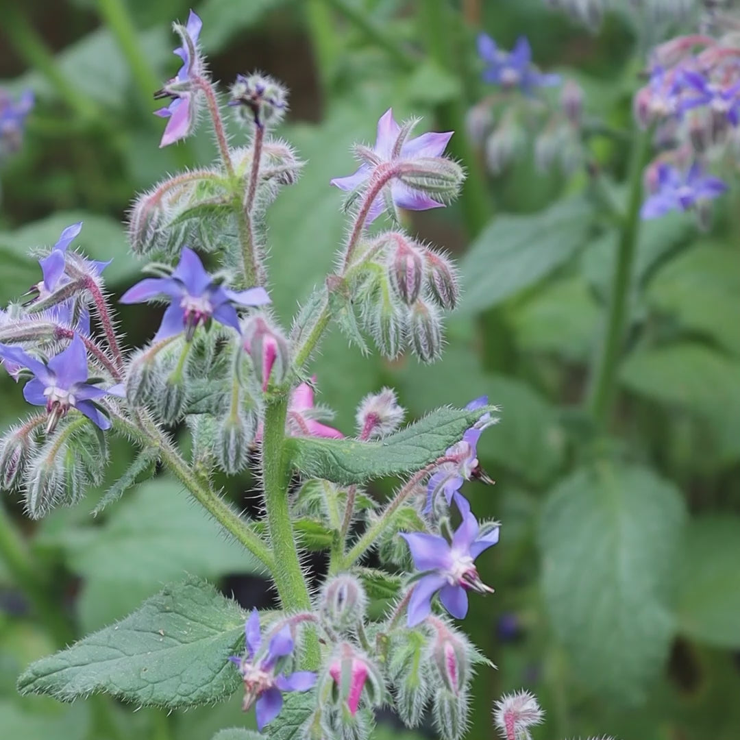 Borage Plant – Roots Plants