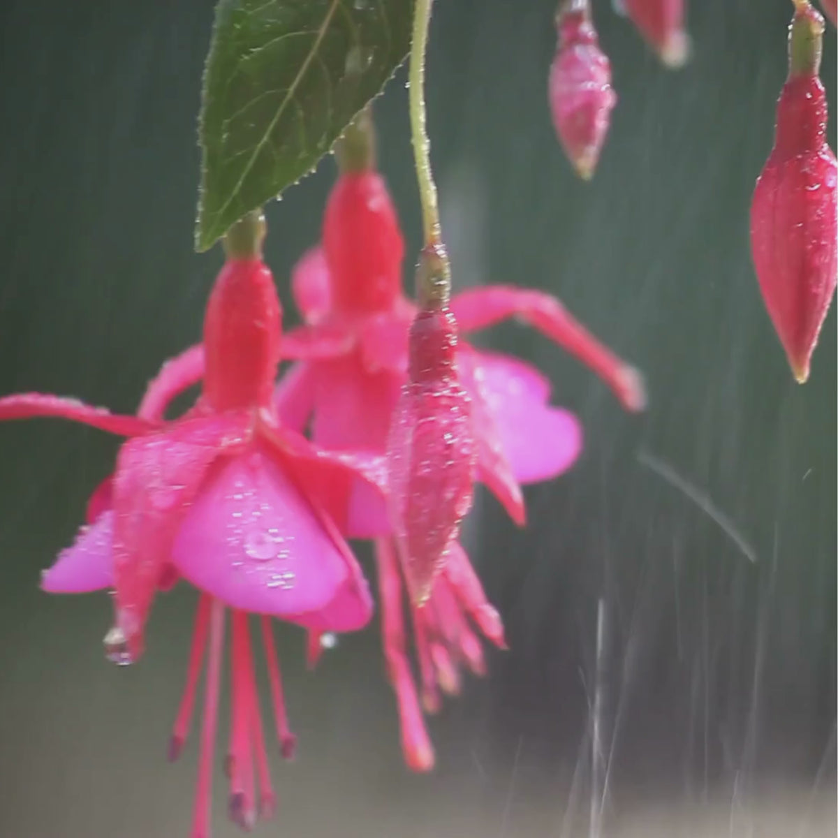 Climbing Fuchsia 'Pink Fizz' – Roots Plants