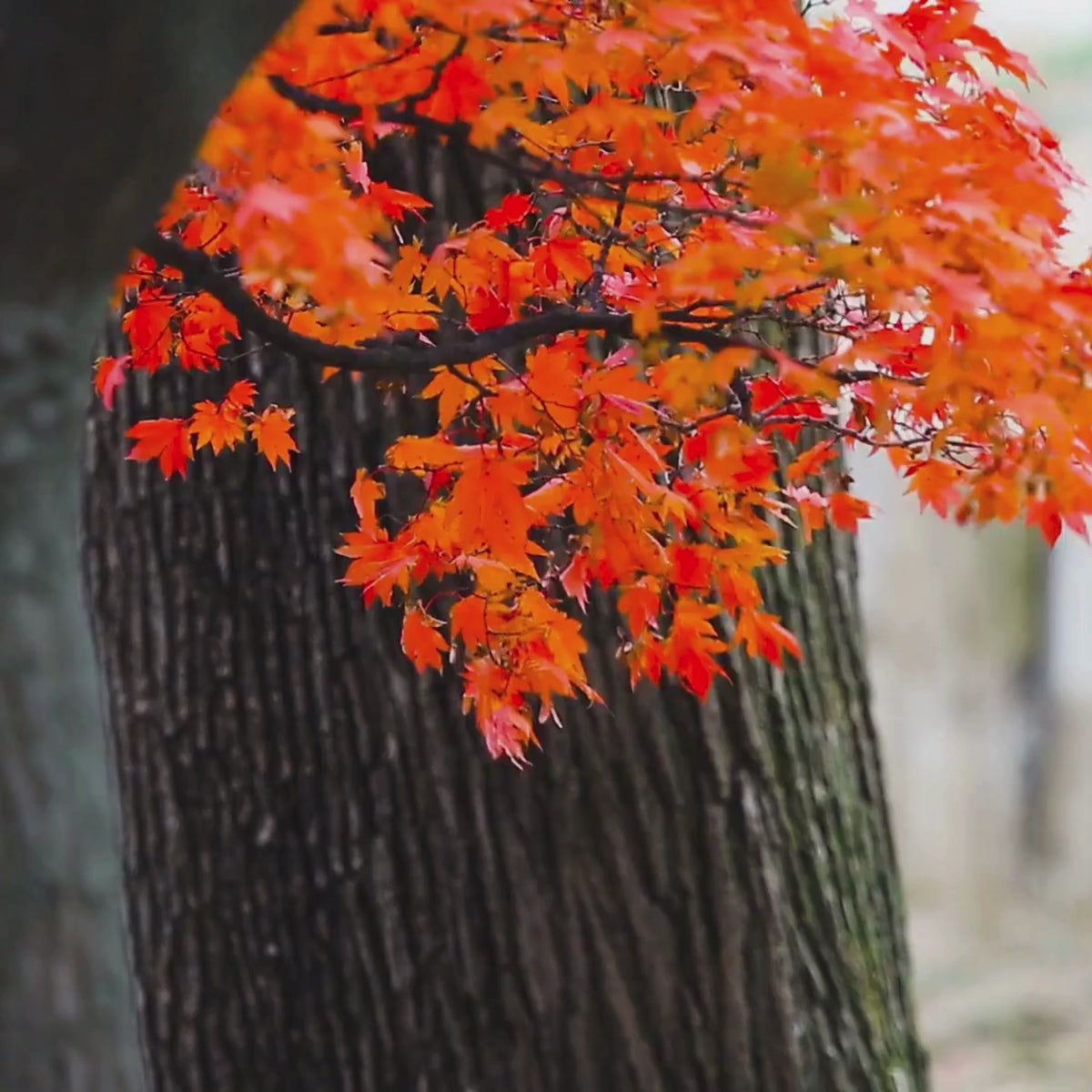 Canadian Red Maple Tree | Acer rubrum 'Red Pointe' – Roots Plants