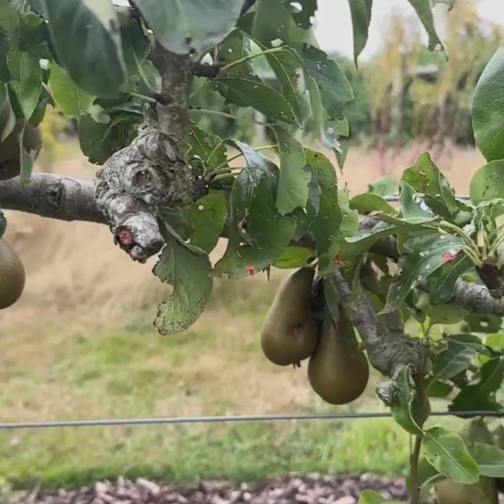 'Conference' Pear Tree – Roots Plants