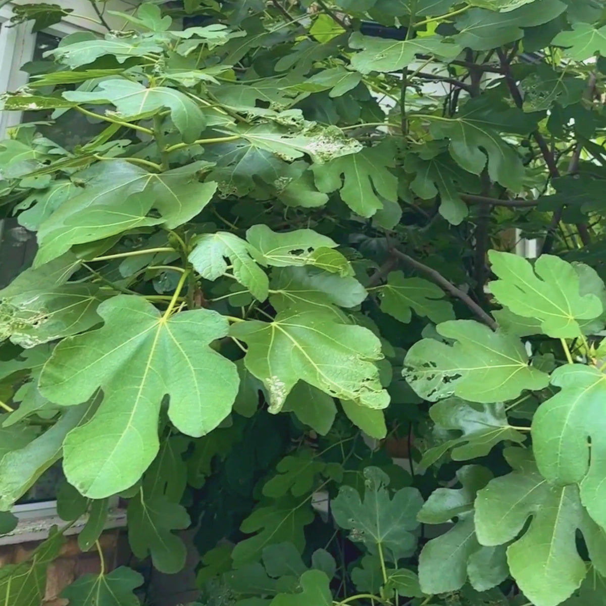 'Bornholm's Diamond' Fig Tree – Roots Plants