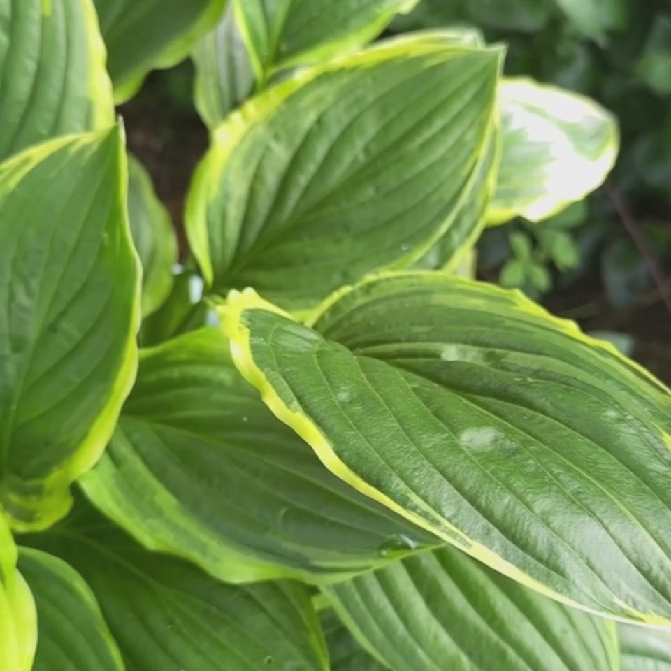Hosta 'Pilgrim' – Roots Plants