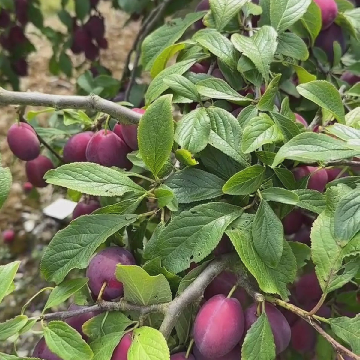 'Opal' Plum Tree – Roots Plants
