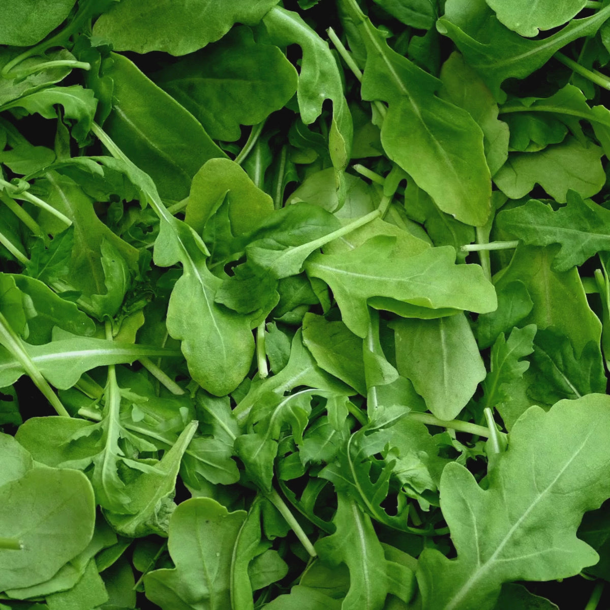 Wild Rocket Plants – Roots Plants