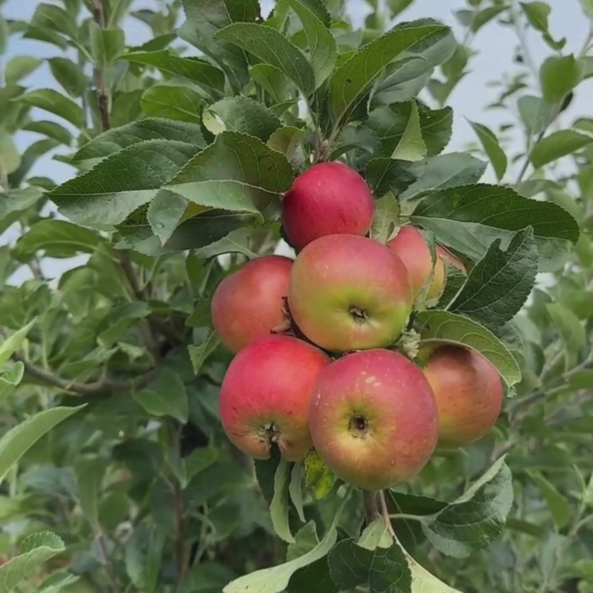 'Pixie' Apple Tree – Roots Plants