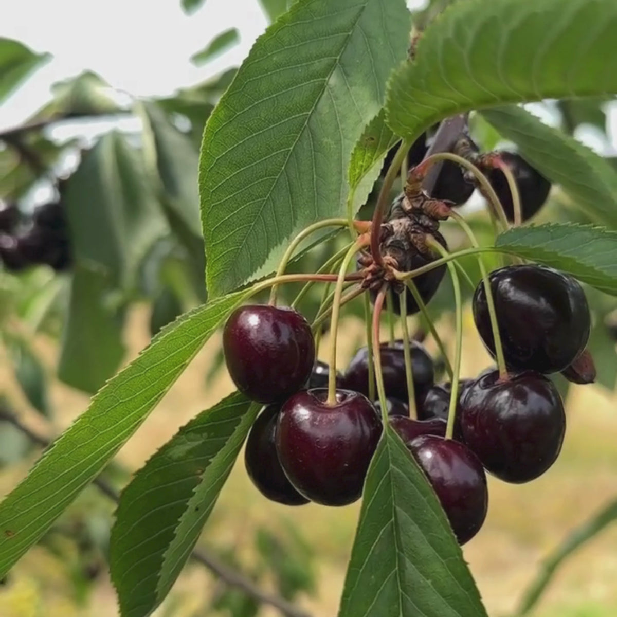 'Merchant' Cherry Tree – Roots Plants