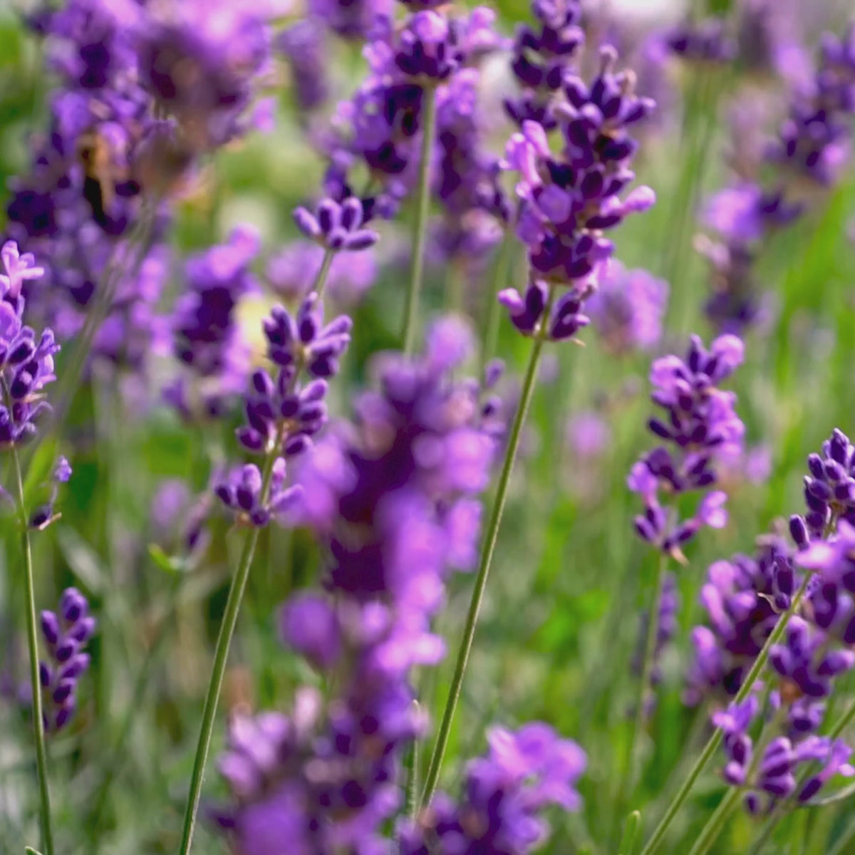 Lavender 'Hidcote Improved' – Roots Plants