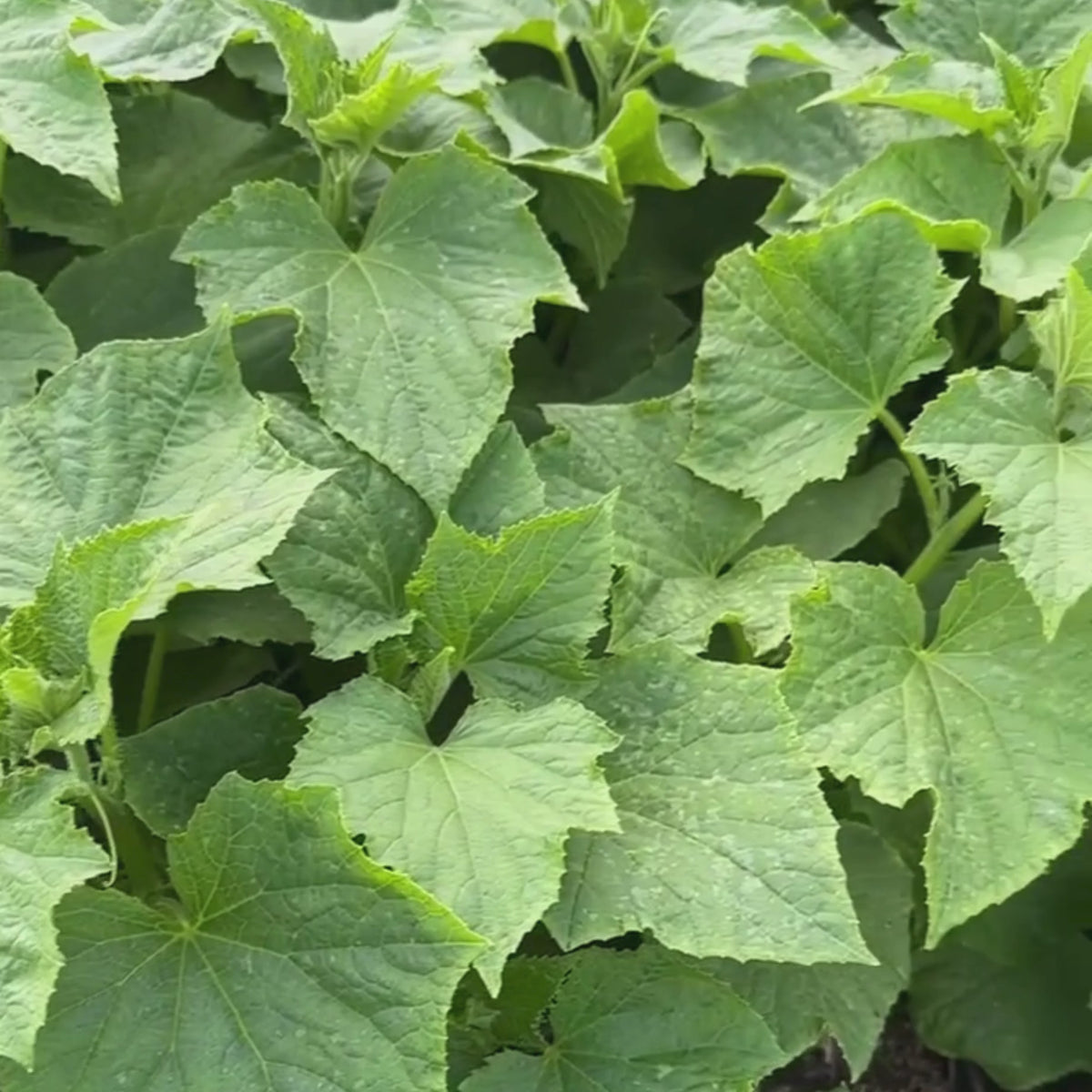 Cucumber 'Mini Hana F1' Plant – Roots Plants