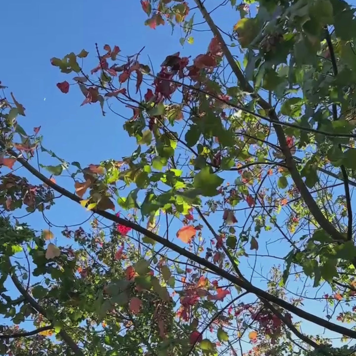 Canadian Red Maple Tree | Acer rubrum – Roots Plants