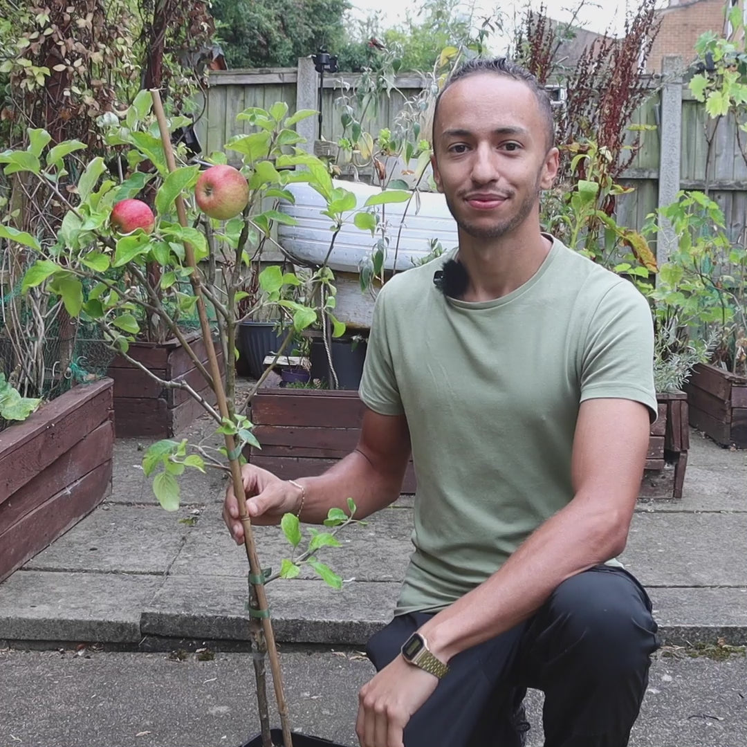 Award Winning Patio Fruit Tree Collection | Cherry, Pear & Plum – Roots ...