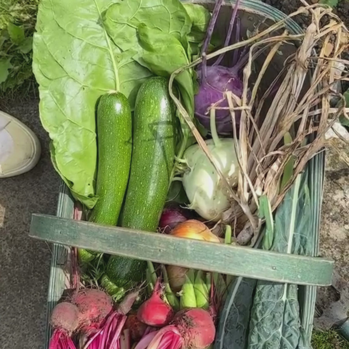 'Roderick F1' Red Cabbage Plants – Roots Plants