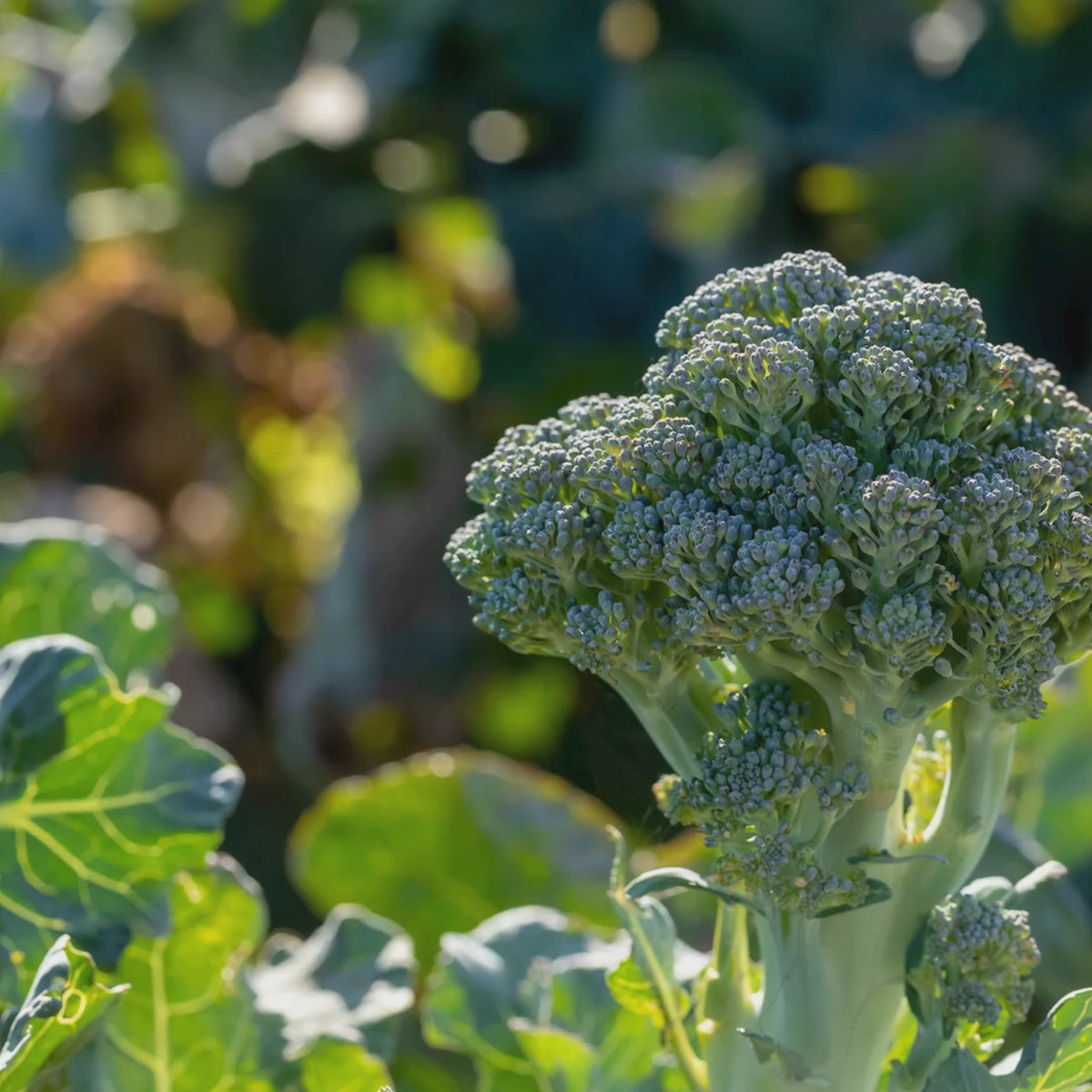 'Marathon F1' Broccoli Plants – Roots Plants