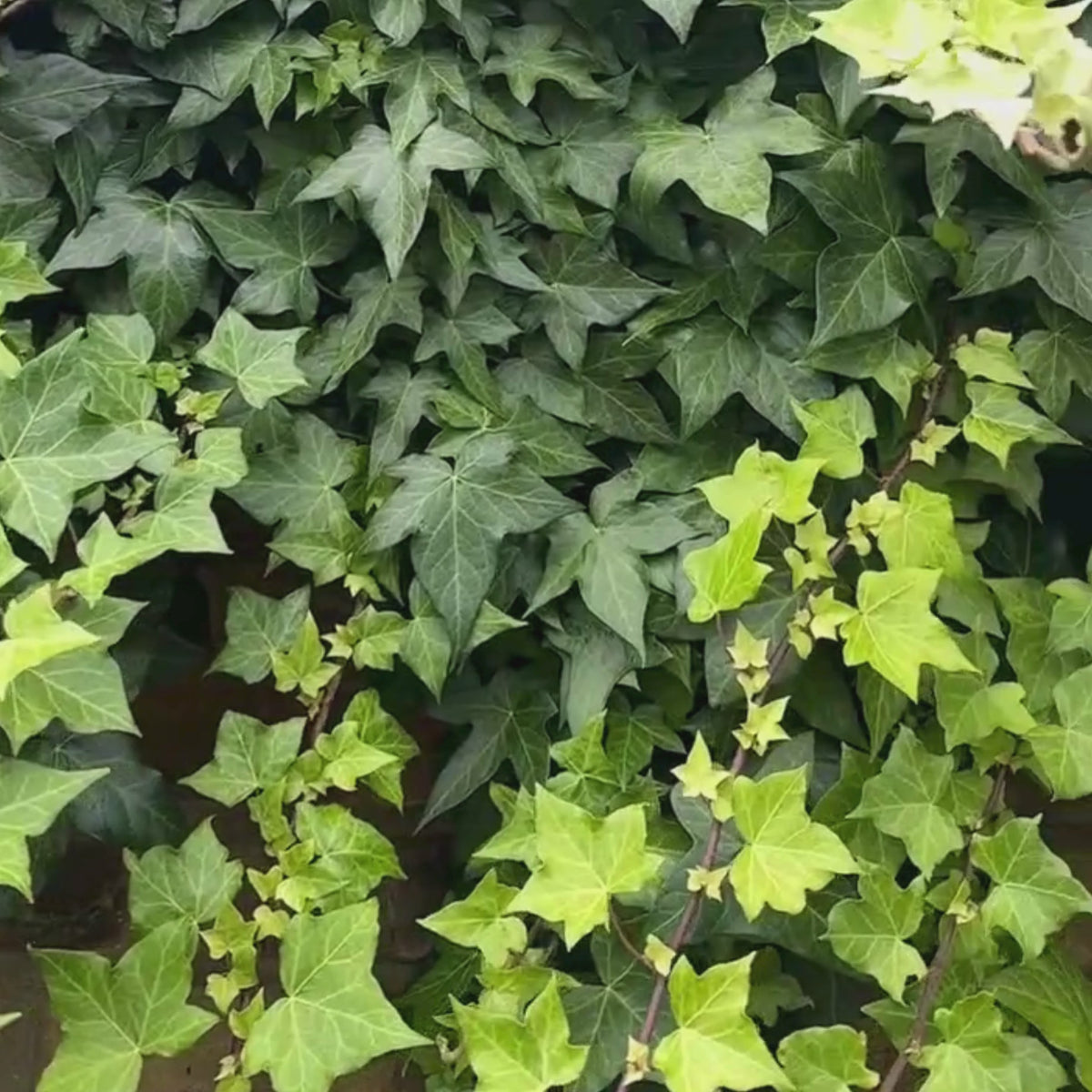 'Hibernica' Ivy | Hedera helix – Roots Plants