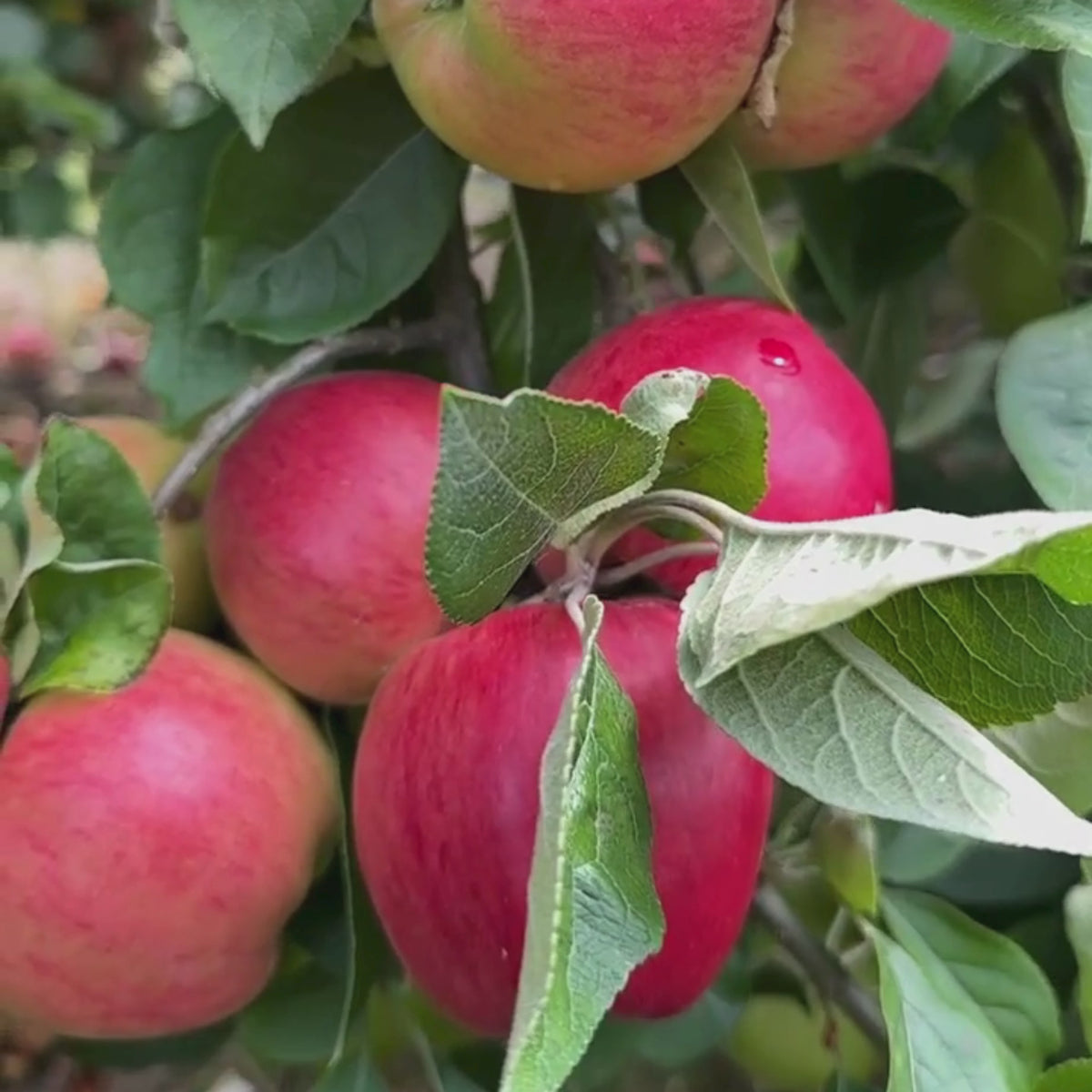 'Katy' Apple Tree – Roots Plants