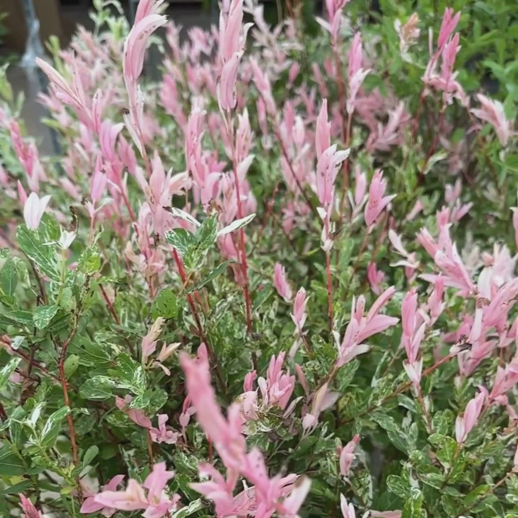Flamingo Willow Tree | Salix Integra 'Hakuro-Nishiki' – Roots Plants