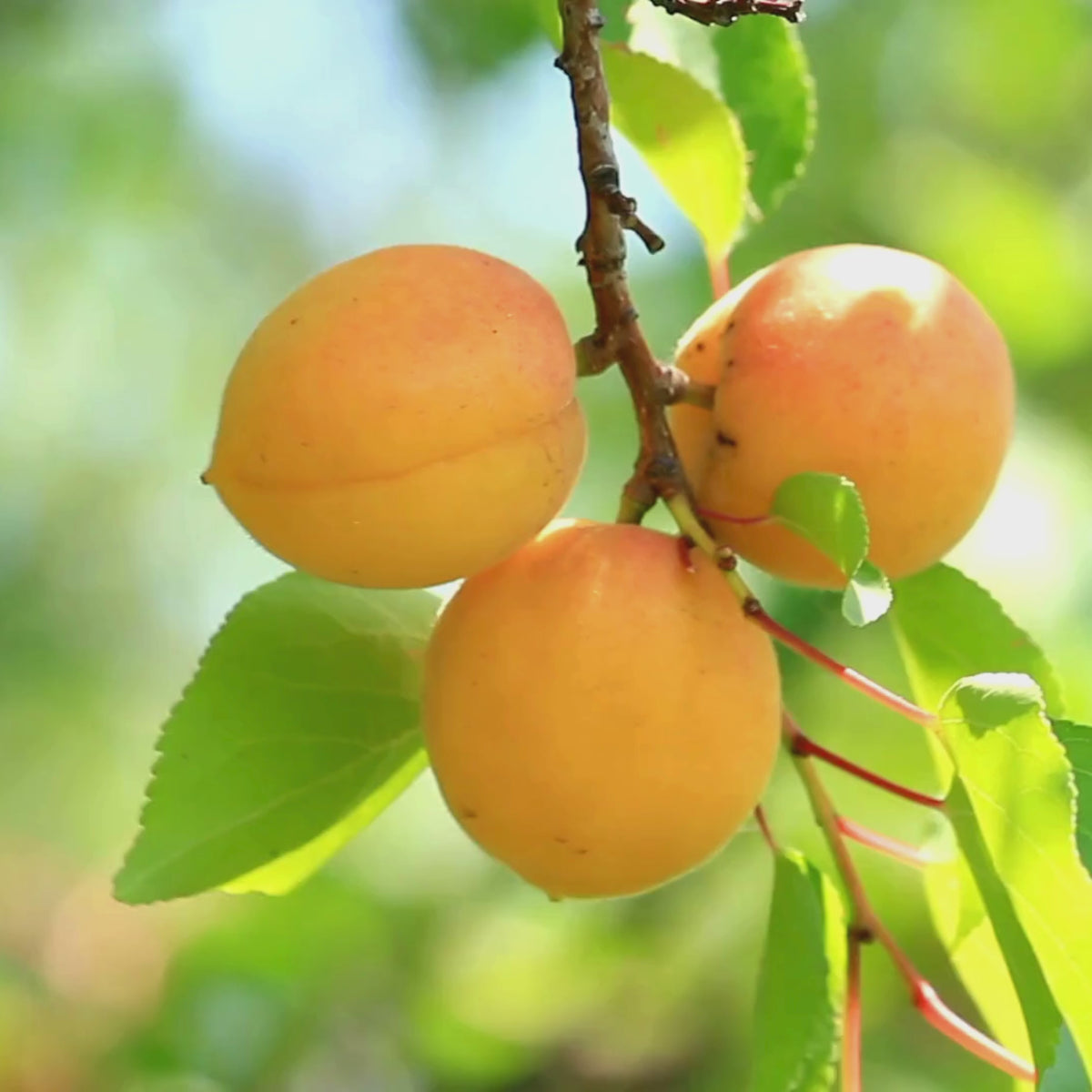 'Flavorcot'® Apricot Tree – Roots Plants