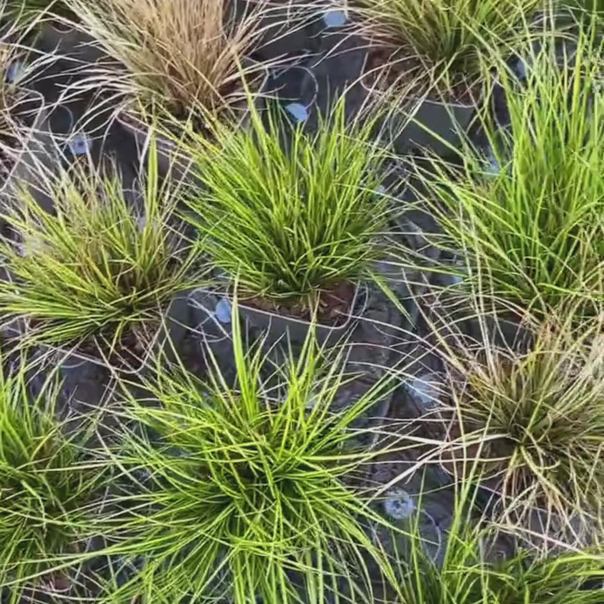 Golden Variegated Sweet Flag | Acorus gramineus 'Ogon' – Roots Plants