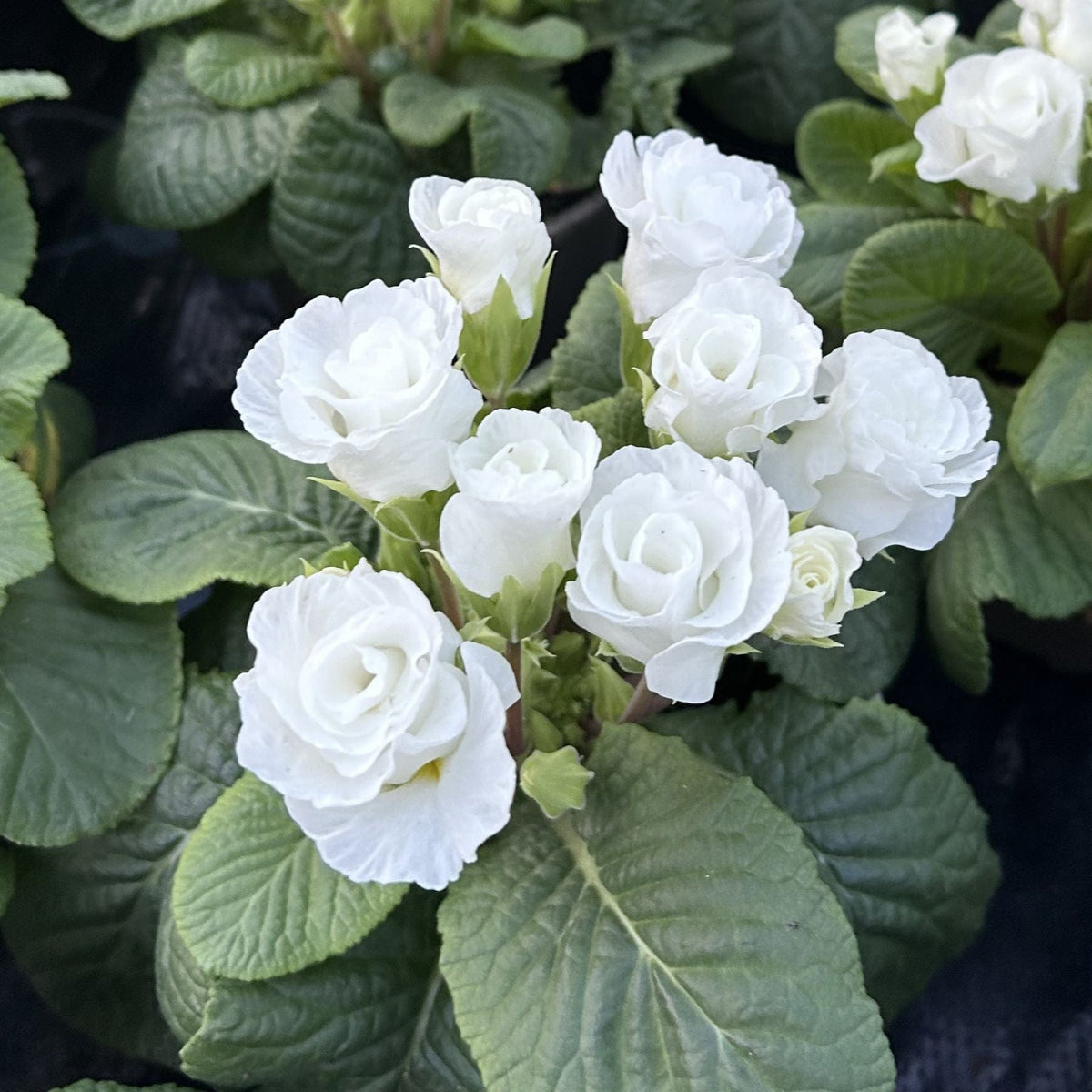 The Designer Primrose Collection – Roots Plants