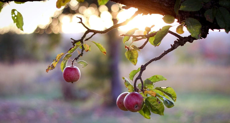 Pruning Apple Trees: A Complete Guide | Roots Plants