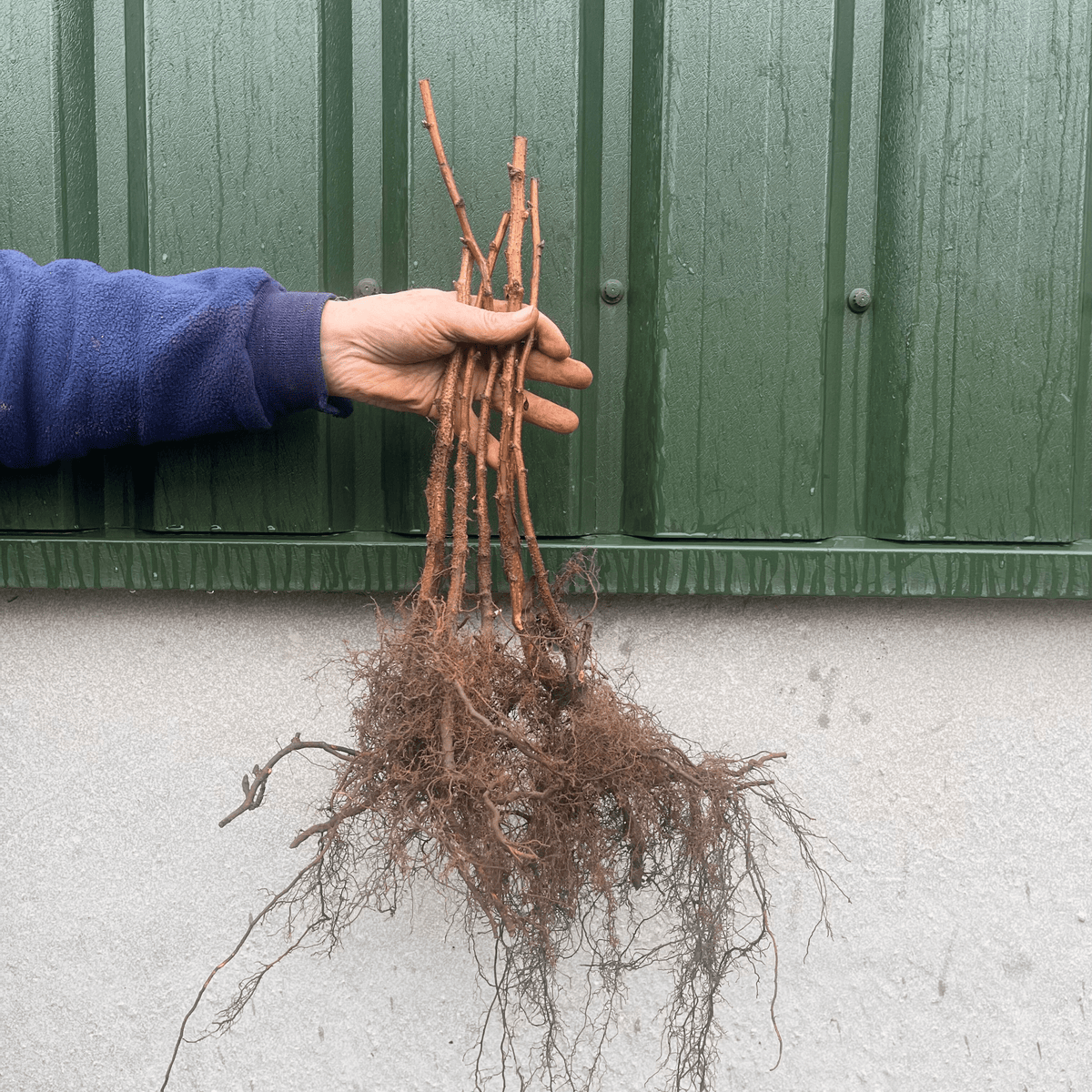 'Malling Admiral' Raspberry Plants – Roots Plants