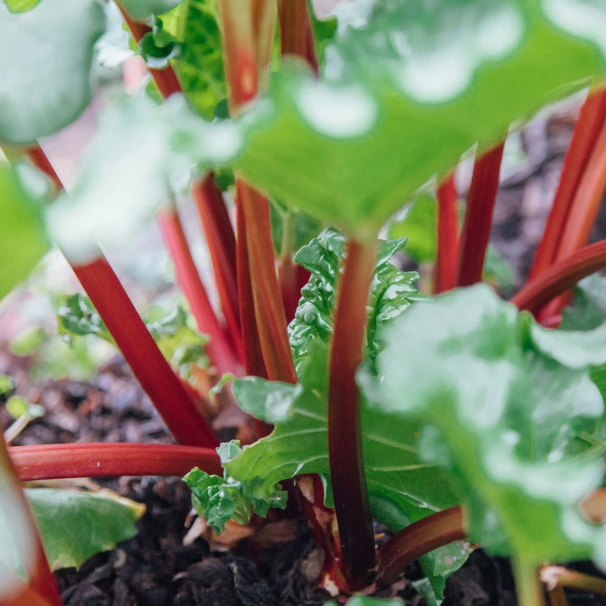 'Raspberry Red' Rhubarb Plant – Roots Plants