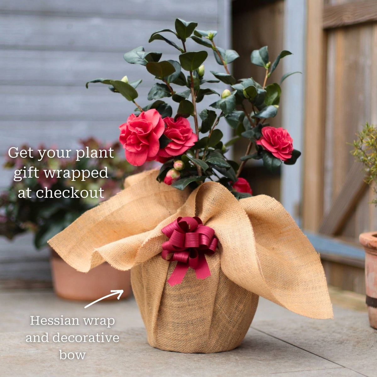 Camellia japonica 'Princess Baciocchi' – Roots Plants