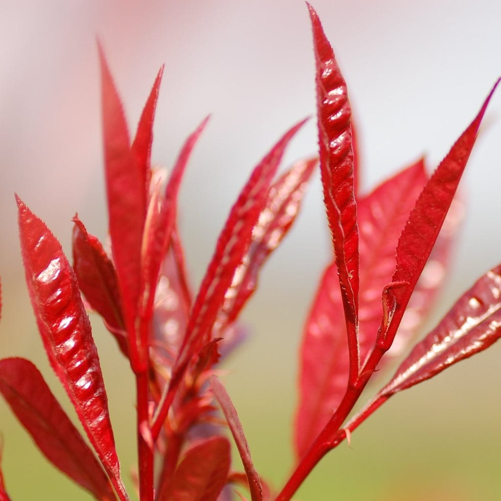 Photinia 'Red Robin' - Roots Plants