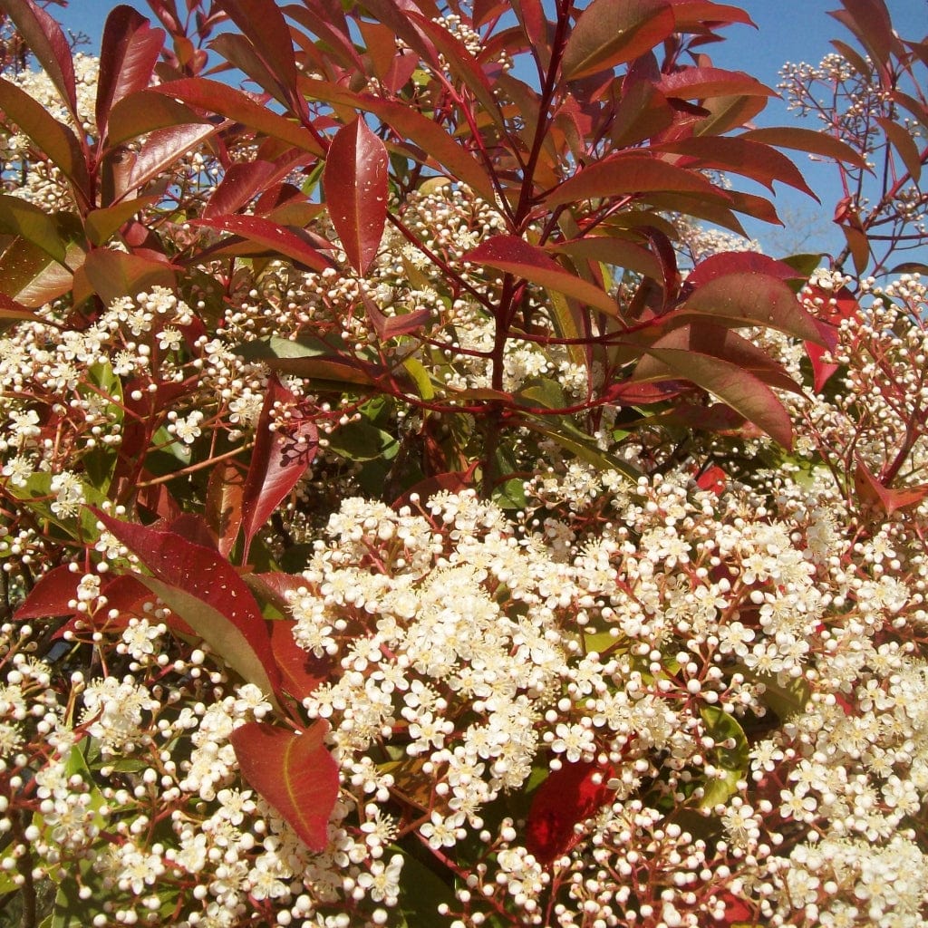 Photinia 'Red Robin' - Roots Plants