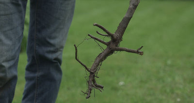 What Is a Rootstock? | Roots Plants