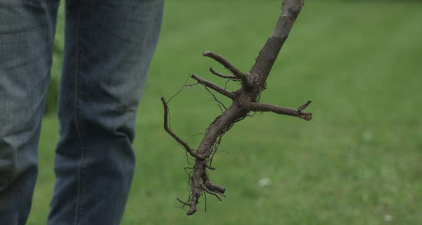 What Is a Rootstock? – Roots Plants
