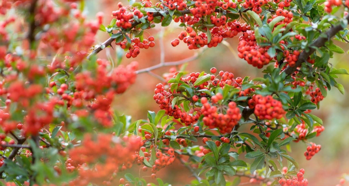 Rowan: The Tree of Life – Roots Plants