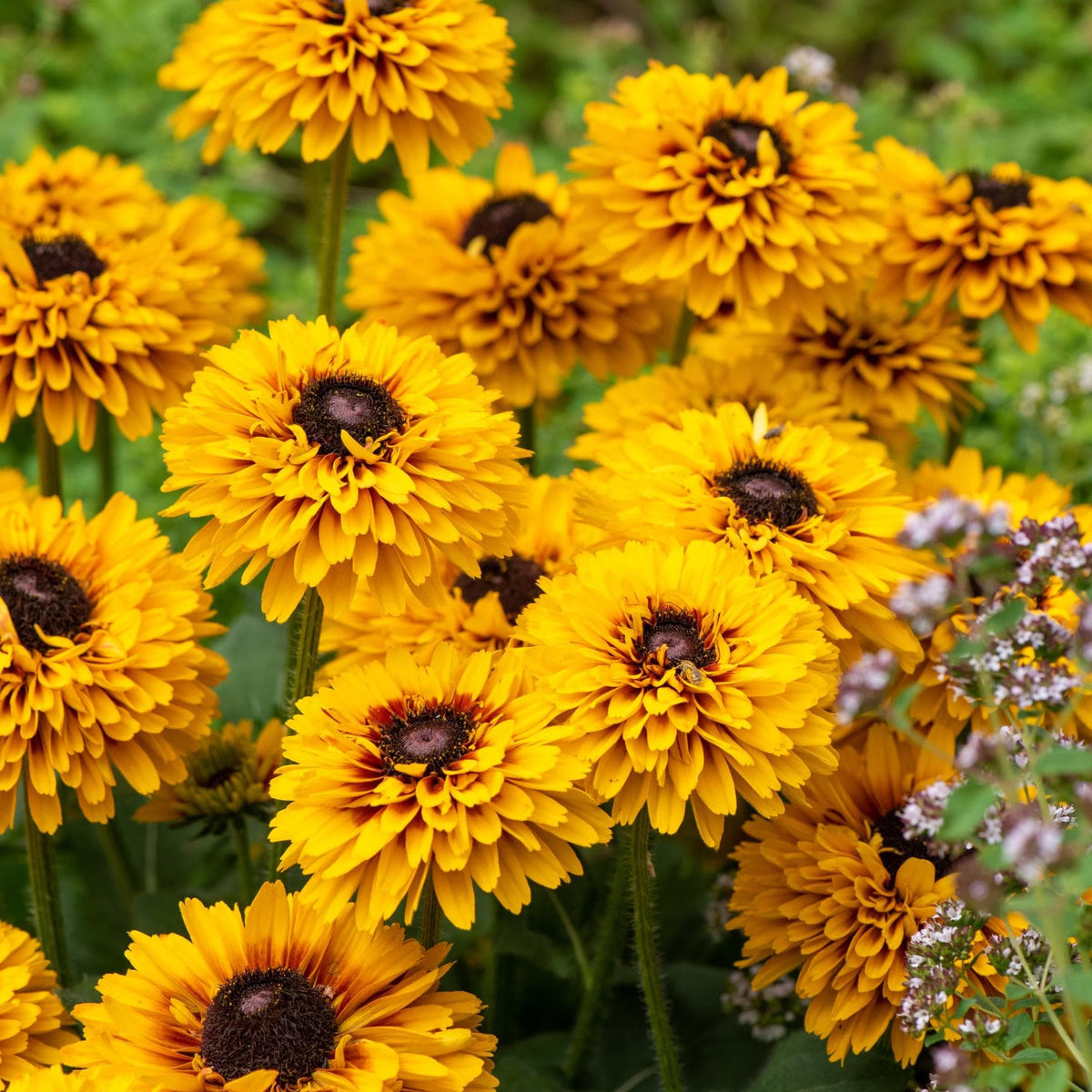 Rudbeckia 'Double Kissing SmileyZ' – Roots Plants