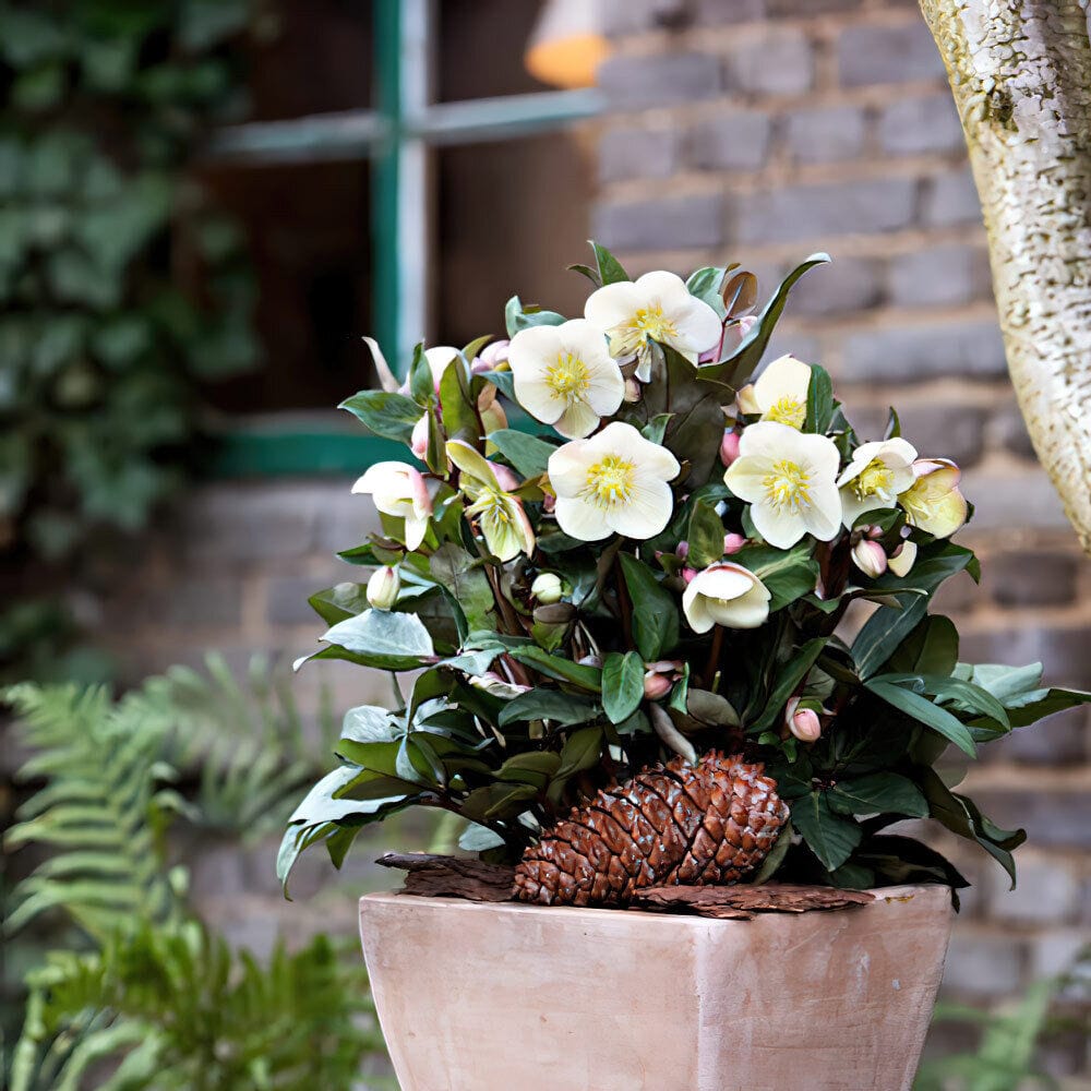 'Snow Dance®' Snow Rose | Hellebore Gold Collection® - Roots Plants